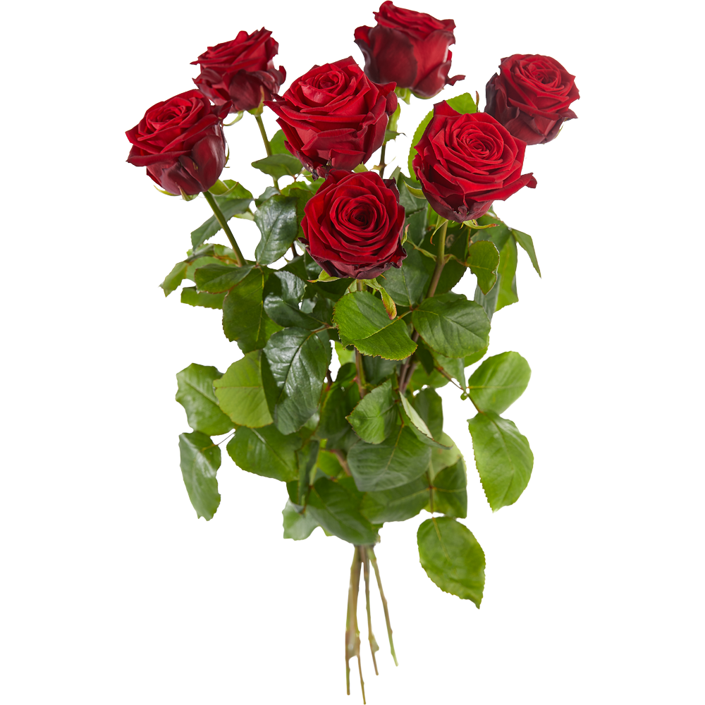 Roos rood - De Orchidee